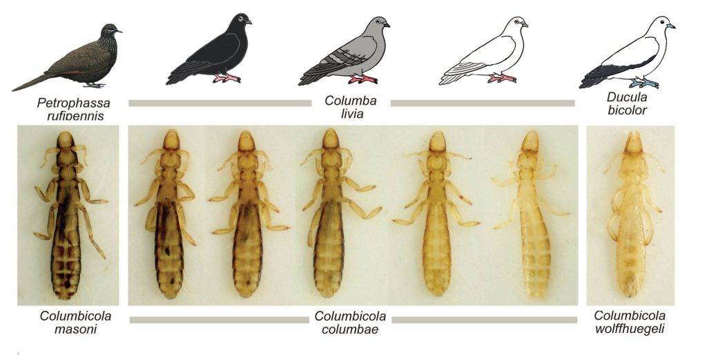 Can Birds Get Lice