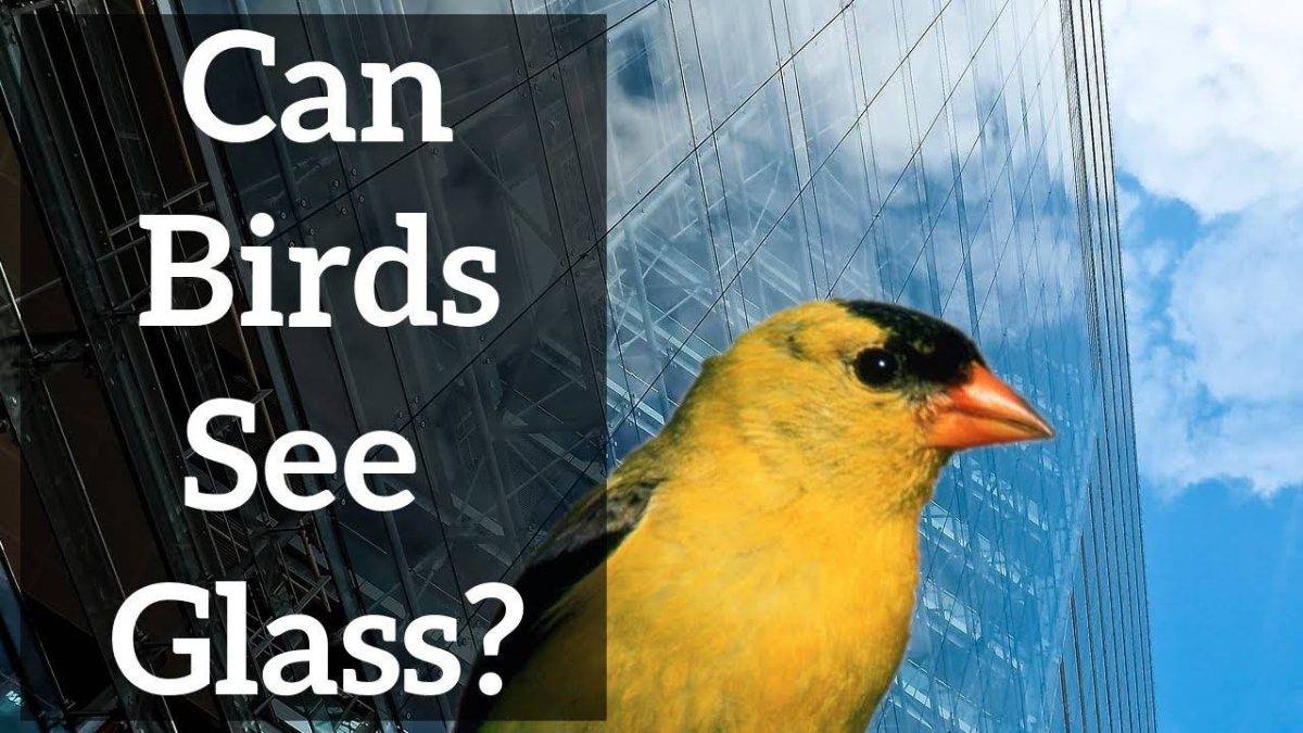 Why Can'T Birds See Glass