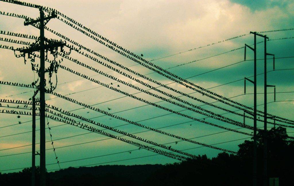 Do Birds Have Powers