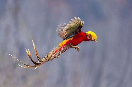What is the Most Unique Bird
