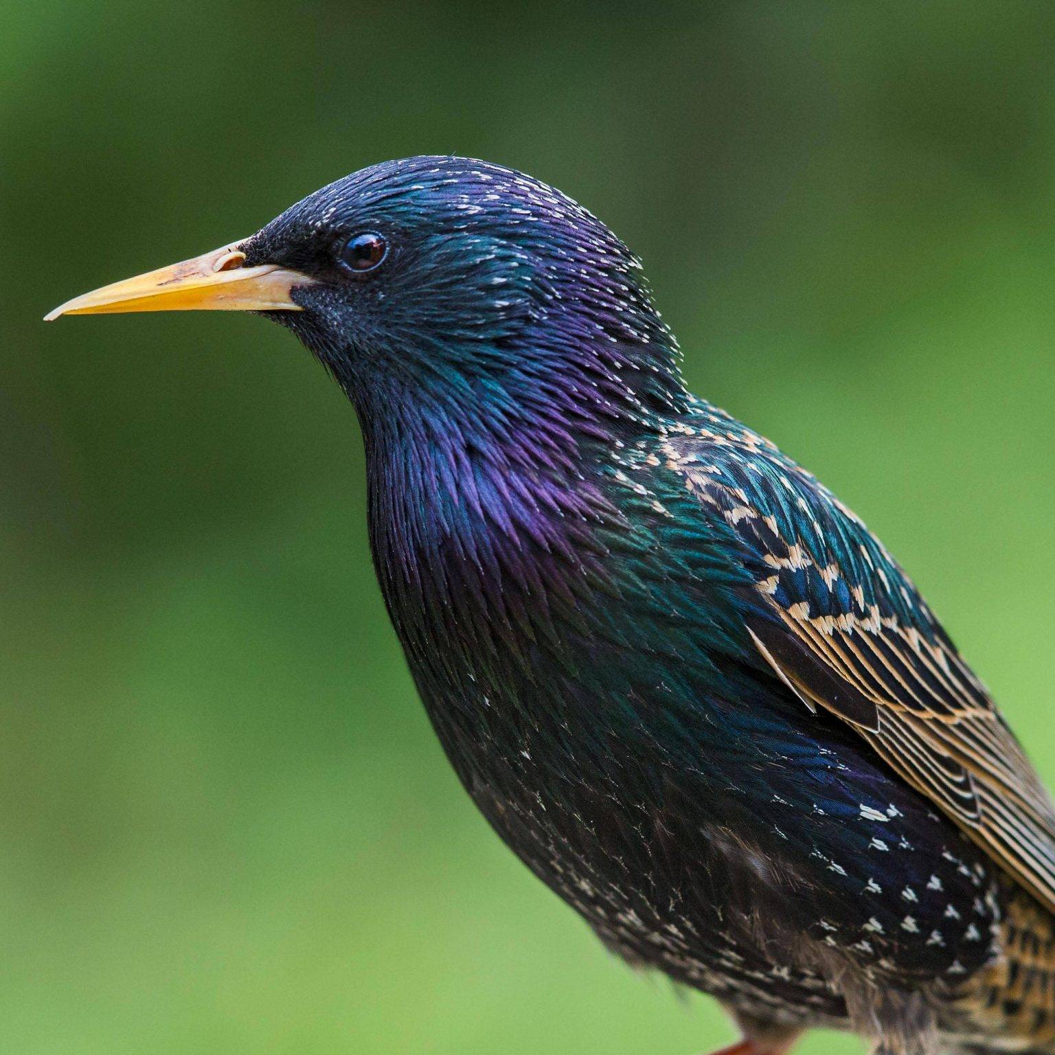 What Bird Makes a Clicking Sound