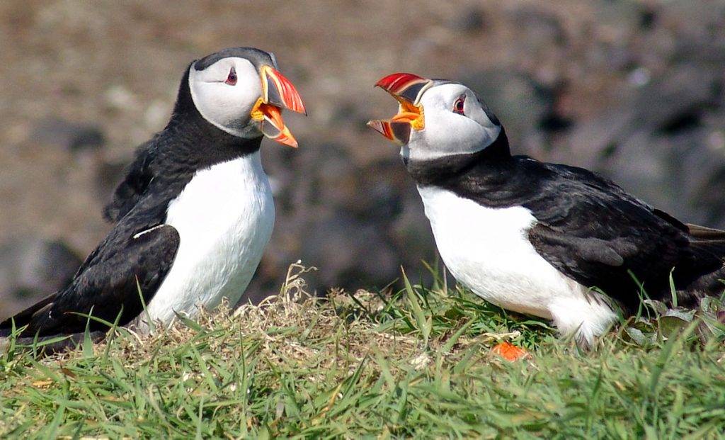 Iceland Bird Species: The Complete Guide