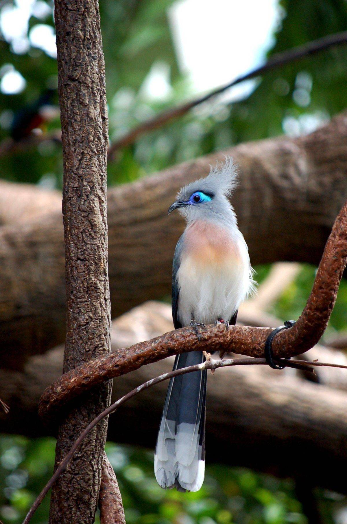 Which Bird Has Beautiful Eyes