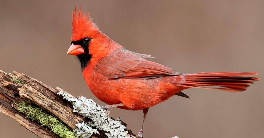 What is the State Bird of Ohio