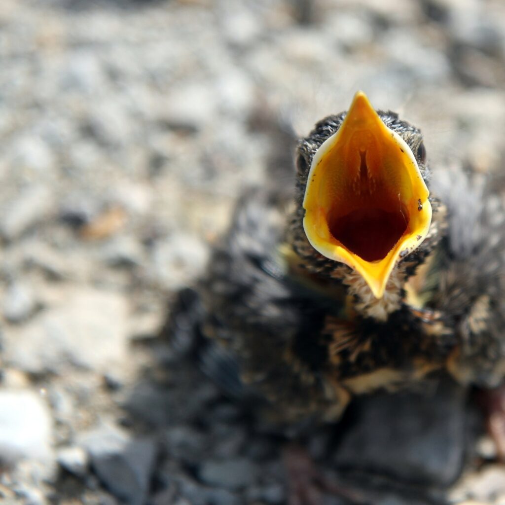 Can You Put Birds Back in Their Nest