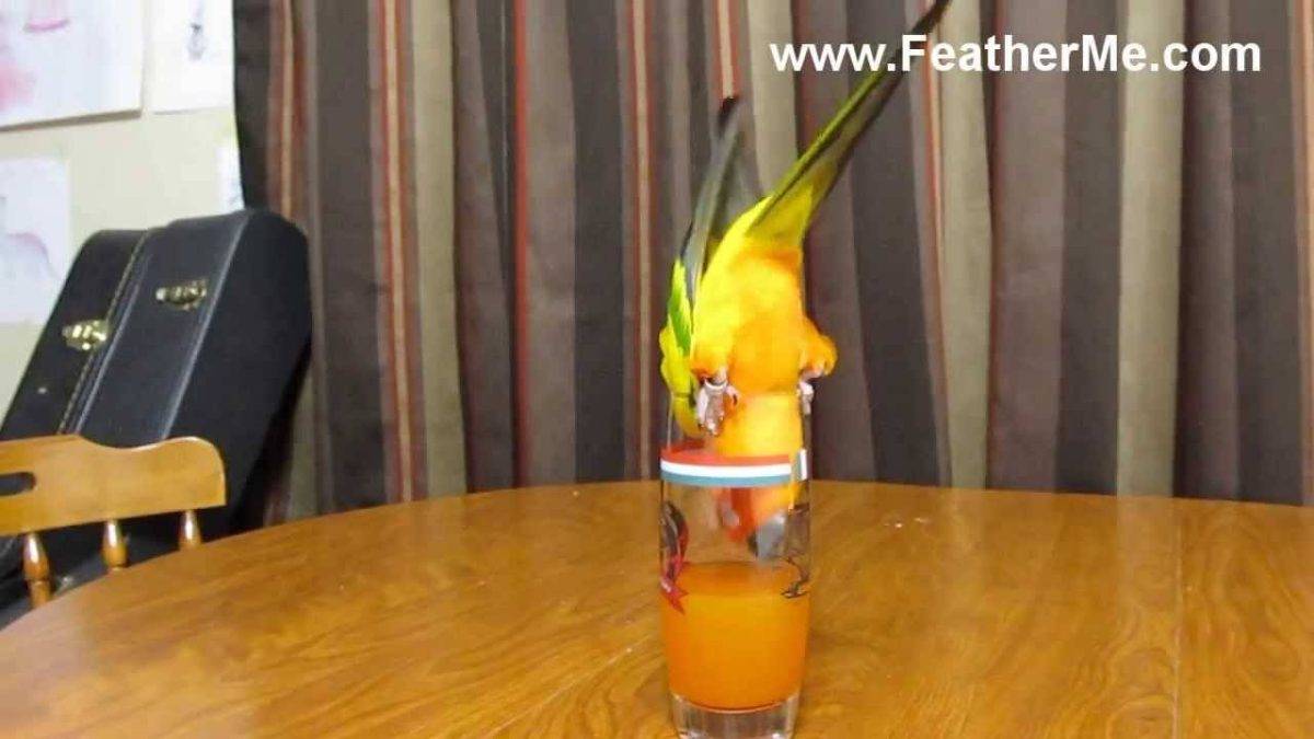 Feathered Facts: Can Birds Drink Juice? Unveiling the Avian Quenching ...