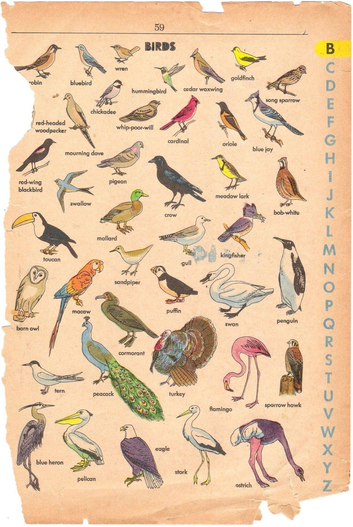 What Classification is Bird