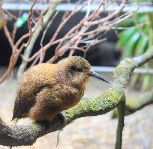 What Bird Doesnt Lay Eggs: The Answer and Logics