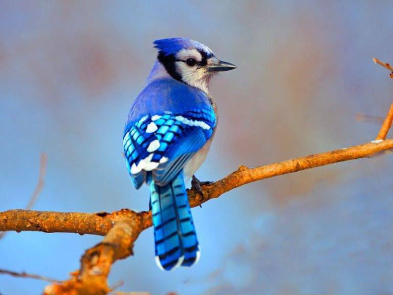 Big Blue Bird Species: Surprising Unknown Facts