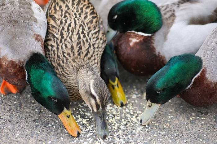 Can Ducks Eat Cucumbers? A Nutritional Guide for Duck Owners
