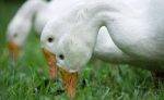 Duck Delicacies: Understanding the Do's and Don'ts of Feeding Carrots ...