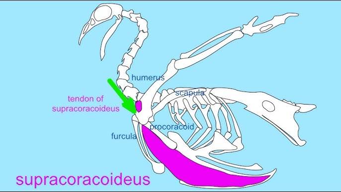 How Many Bones Does a Bird Have