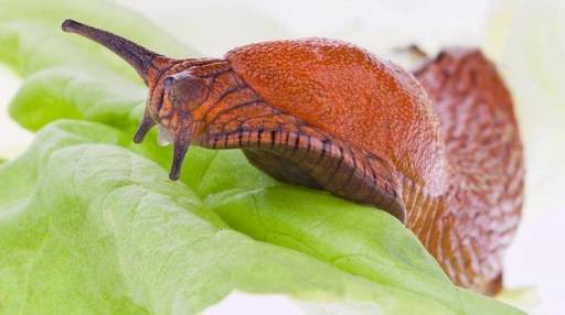 Feathered Pest Control: Discovering if Birds Are Natural Slug Predators
