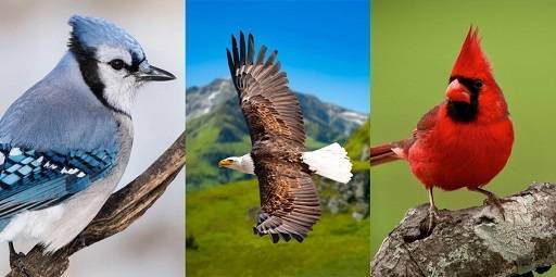 How are Birds Important to Humans