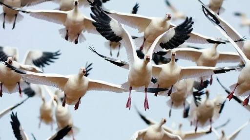 Where Do Birds Migrate