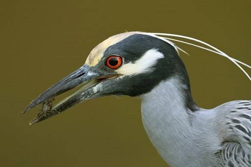 What Birds are Illegal to Kill