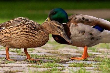 Unraveling the Complex World of Aggressive Male Duck Behavior