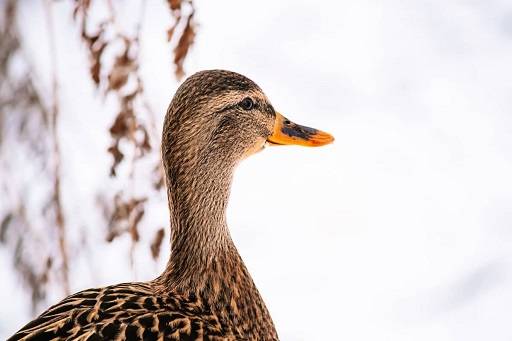 Unveiling the Alabio Duck: A Dive into the World of a Unique Waterfowl