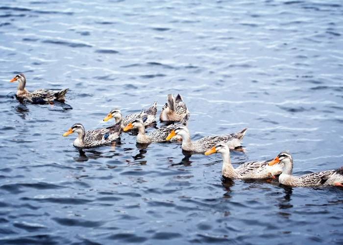 Unveiling the Alabio Duck: A Dive into the World of a Unique Waterfowl