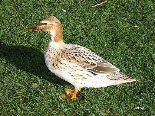 Discovering the Charms of the Australian Spotted Duck: A Unique ...
