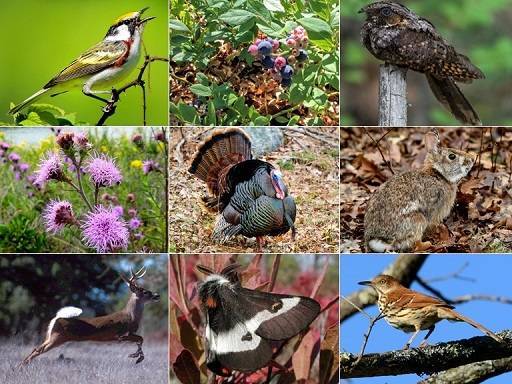 Common Birds in Massachusetts: Exploring the Avian Diversity in the Bay ...