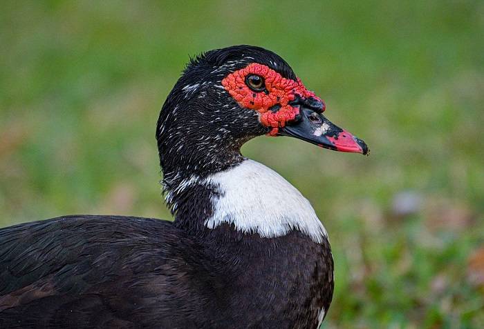 The Enigmatic Beauty of Ducks with Red Faces