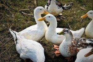 Unveiling the Marvels of Duclair Ducks: A Deep Dive into a Rare and ...