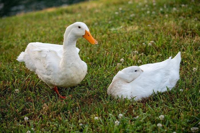 Discovering the Friendliest Duck Breed: Feathers and Companionship