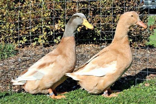 Buff Orpington Ducks: A Comprehensive Guide to Keeping and Caring for Them