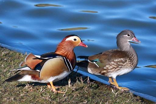 The Enigmatic Beauty of Ducks with Red Faces