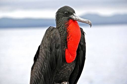 Exploring the Fascinating World of Frigate Birds: Masters of the Skies