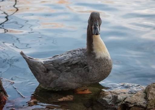 Blue Swedish Ducks: A Quacking Addition to Your Flock