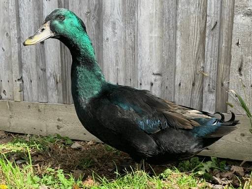 Cayuga Duck Eggs: A Treasure in Your Nest