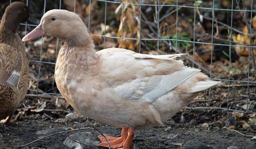 Majestic Male Buff Ducks: Everything You Need to Know