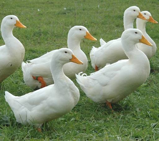 Pekin Duck Housing: Creating the Perfect Home for Your Quackers