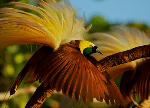The Rarest Bird in the World: A Journey into Avian Rarity