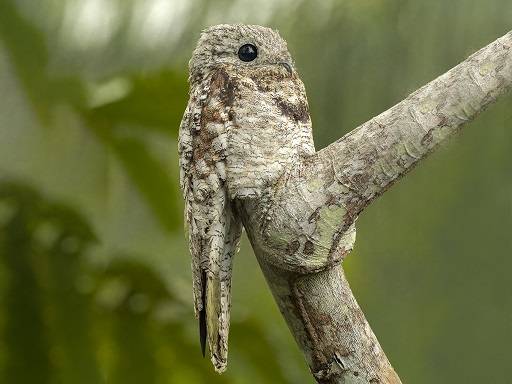 The Mysterious Potoo Birds: Dangerous Predators or Harmless Night Owls?