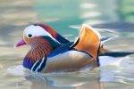 Exploring the Kaleidoscope of Call Duck Colors