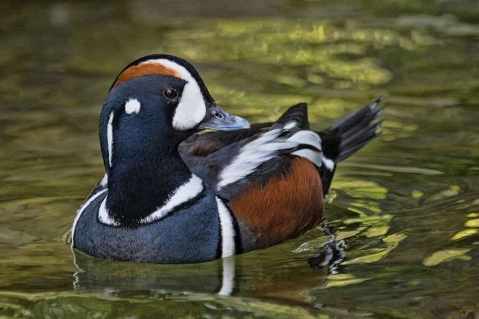 Discovering the Enigmatic World of Rare Duck Breeds