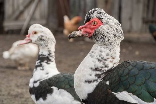 Ailing Feathers: Understanding and Caring for a Sick Duck