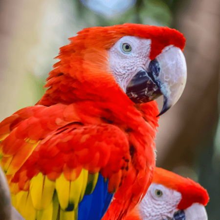 Scarlet Macaw Facts: Exploring the Vivid World of Nature's Artists