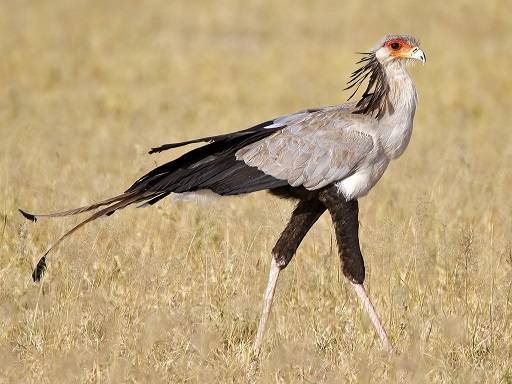 A Symphony of Beauty: Exploring the World of Beautiful Secretary Birds