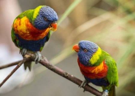 Exploring the Vibrant World of Colorful Birds