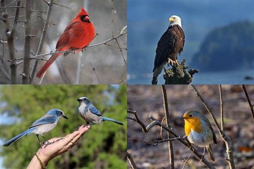 Birds as Messengers: What Bird Symbolizes a Passed Loved One