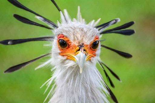 Birds of a Different Feather: Unveiling the Fascinating World of Weird ...