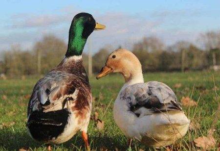 Exploring the Charms of Bantam Ducks: A Comprehensive Guide