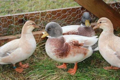 The Enchantment of Pastel Call Ducks: A Comprehensive Guide