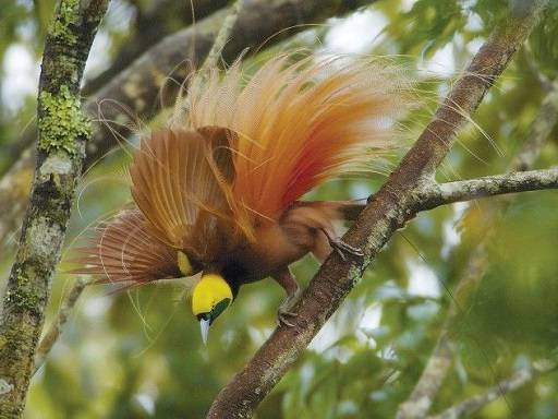 A Symphony of Beauty: Exploring the World of Beautiful Birds