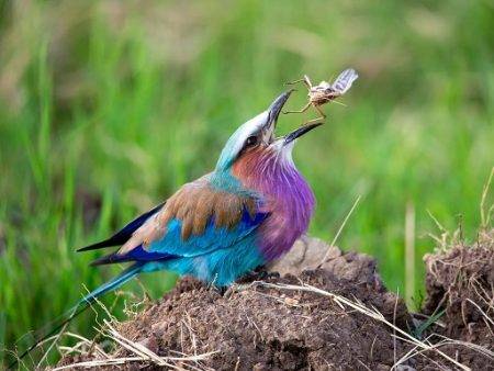 What Did Dodo Birds Eat: Unraveling the Dietary Habits of an Extinct ...