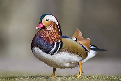 Exploring the Shetland Duck: A Hidden Gem Among Waterfowl